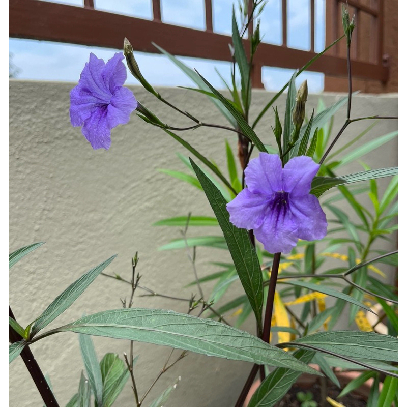 Pokok Bunga Mexican Petunia Purple | Ruellia Purple (Anak Pokok/Keratan ...