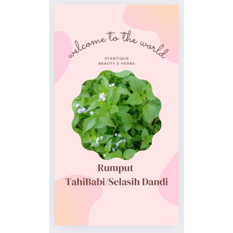 RUMPUT TAHI BABI/SELASIH DANDI UNTUK UBAT DEMAM/MALARIA/LUKA DLL ...