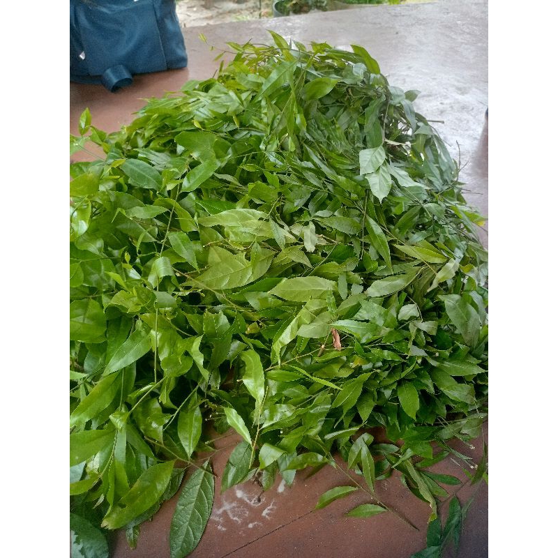 biji benih/keratan batang pokok cemperai | Shopee Malaysia