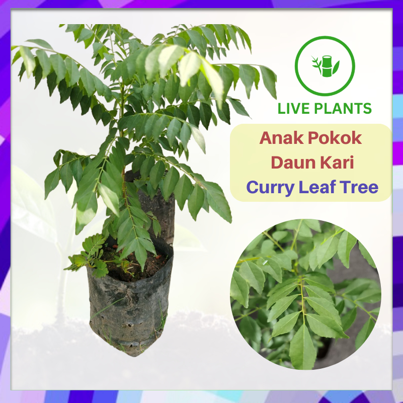 Anak Pokok Daun Kari / Curry Leaf Tree [Real Plant / Live Plant / Pokok ...