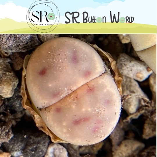 1pc Lithops Dinteri Brevis C206(0.5-0.8cm+-)| Dinteri ssp. Multipunctata C326 (1cm+-) 神笛 ...