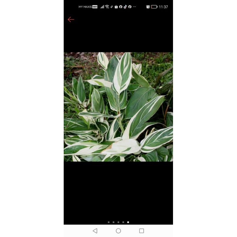 Pokok Sagu Bembam,Sagu Belanda,Ubi Garut,Nama Saintifik: Marantha ...