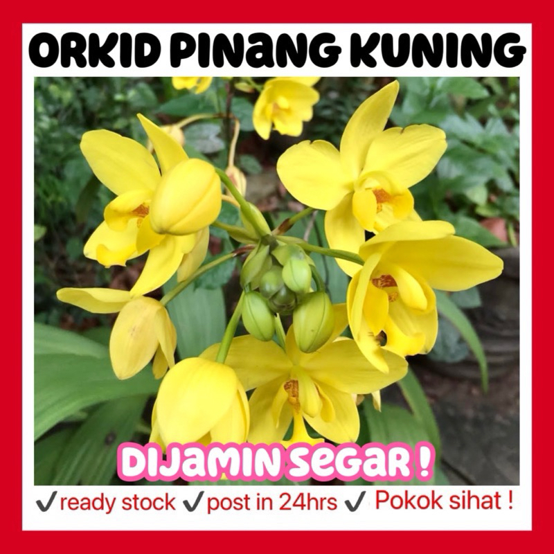 RINA • orkid Pinang kuning • yellow ground orchid Spathoglottis plicata ...