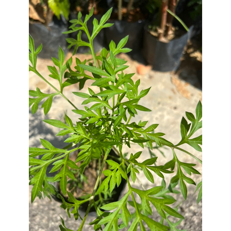 Ulam Raja - Pucuk Ulam Makan | Shopee Malaysia