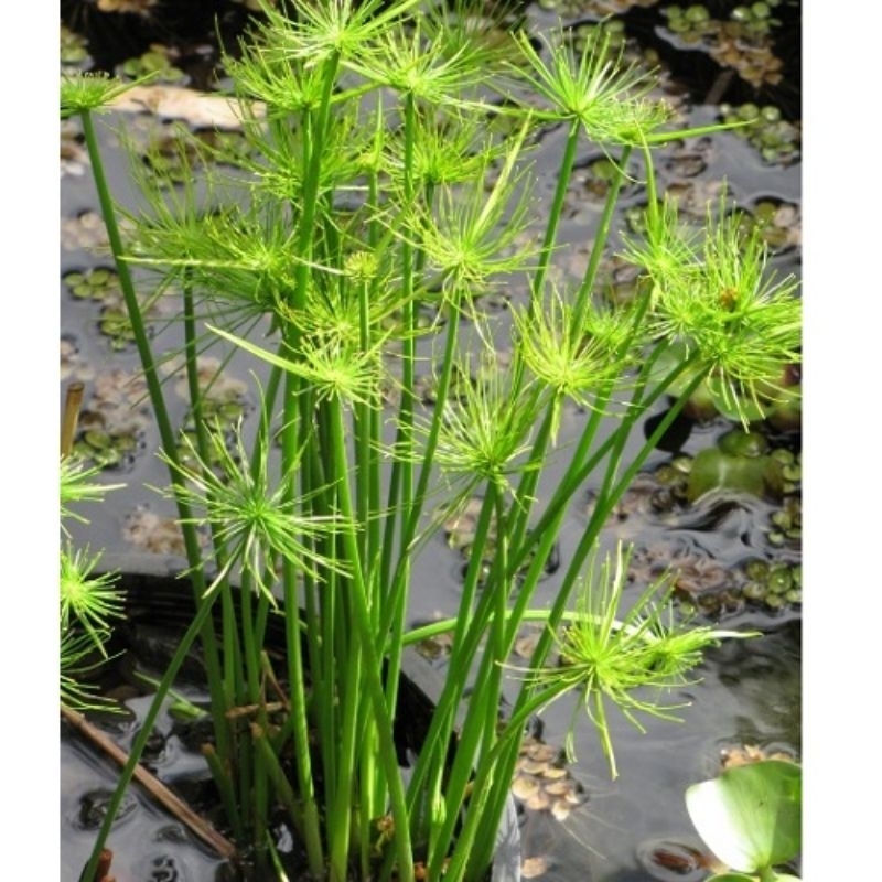 Papyrus Cyperus Haspan | Dwarf Papyrus Pond Plant Aquatic Plant ...