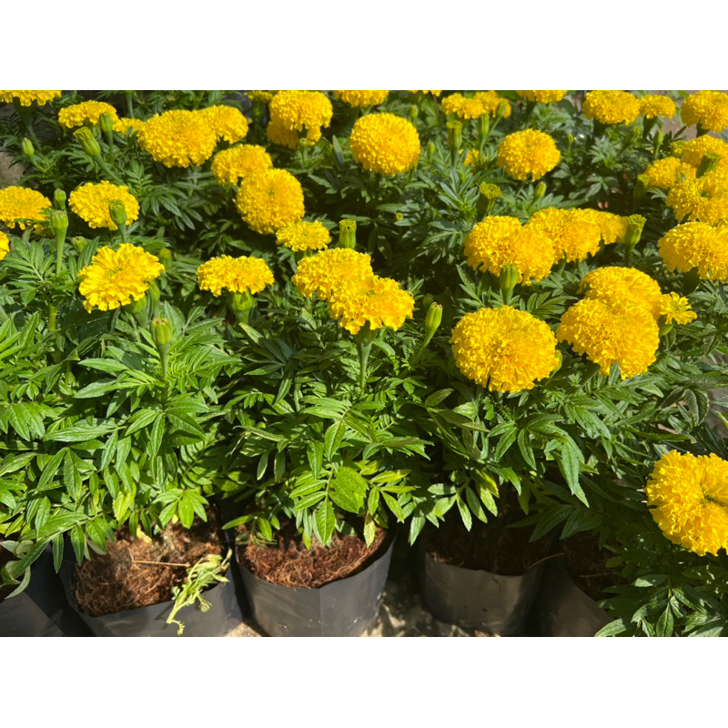 Pokok Bunga Taik Ayam @ Marigold Kuning | Shopee Malaysia