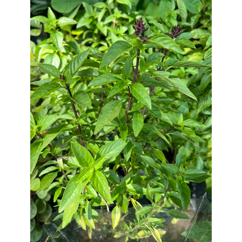 Selasih @ Thai Basil - Daun Selasih | Shopee Malaysia