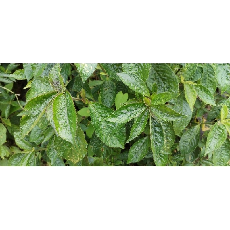 Daun Pokok Pecah Beling 50pcs | Shopee Malaysia