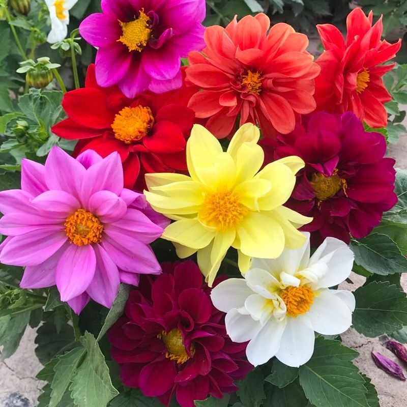 F27 Benih bunga dahlia kecil Mini Dahlia flower seeds小丽花种子 | Shopee ...