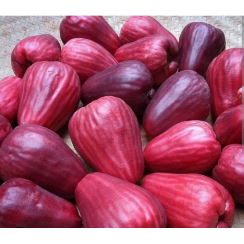 Pokok Jambu Bol /Jambu Payung Real Live Plant | Shopee Malaysia