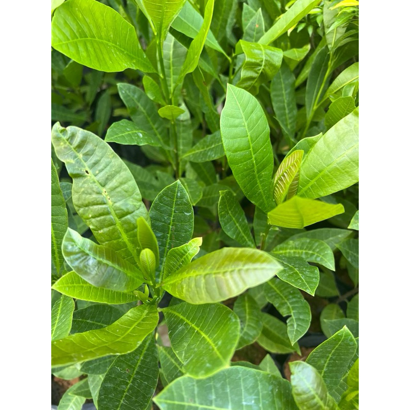 Gajus - Pokok Janggus - Pucuk Ulam : kedai sayur rawang | Shopee Malaysia