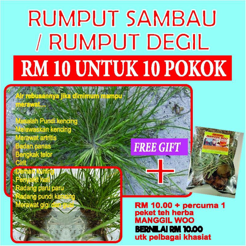 RUMPUT SAMBAU @ RUMPUT DEGIL | Shopee Malaysia