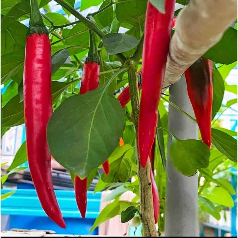 10 pcs benih cili kulai/benih cili merah/red big chili/benih sayur ...