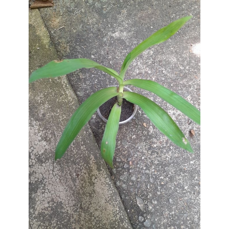 Anak Pokok Rumput Beijing 北京草幼苗 | Shopee Malaysia