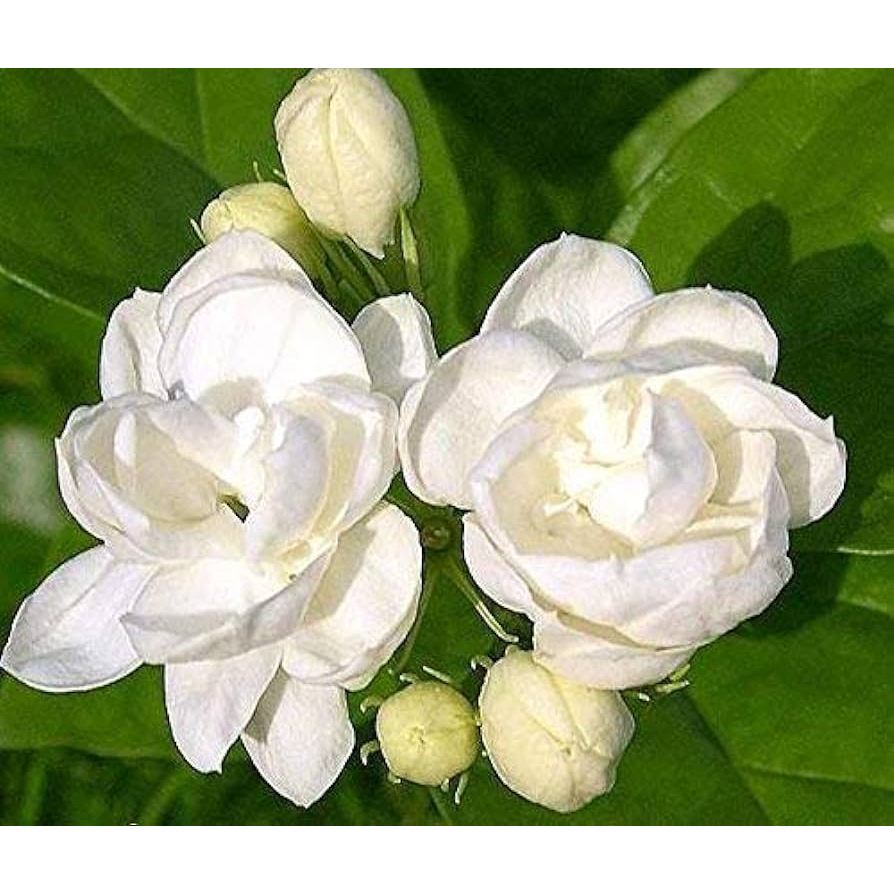 Fragrant Jasmine Jasminum Sambac Arabia Jasmine Flower Mogra Fragrant ...