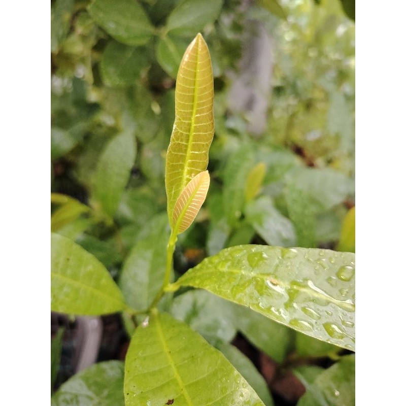 ,(KS).Anak pokok gajus buah merah untuk bush dan ulam | Shopee Malaysia