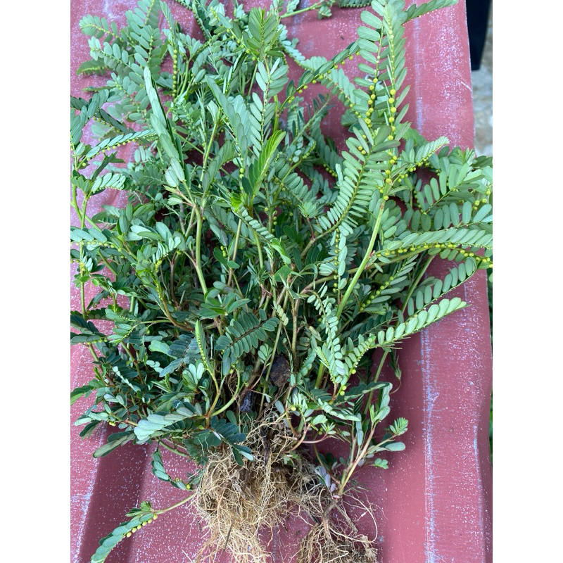 POKOK DUKUNG ANAK / MENIRAN / merah / hijau 50 Gram | Shopee Malaysia