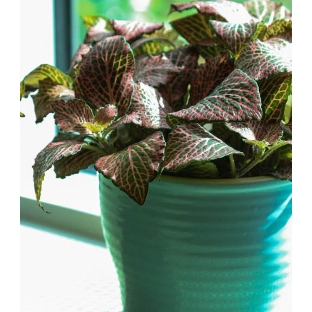 Biji Benih Pokok Fittonia Seed Juanita Nerve Plant - 10 Seed | Shopee ...