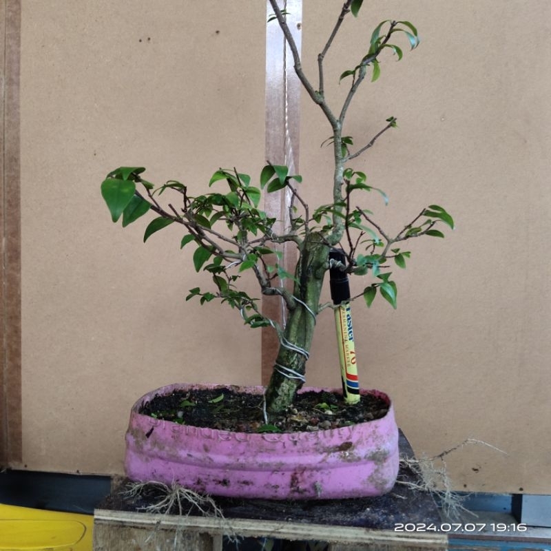 jeliti bunga putih(base bonsai) | Shopee Malaysia