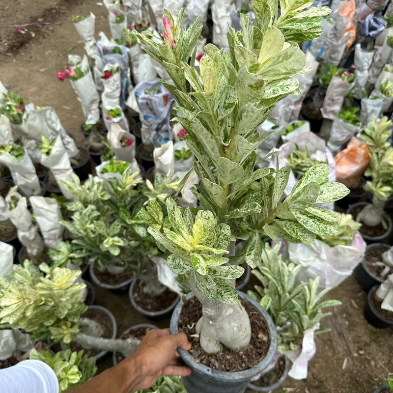 MIX ID POKOK BUNGA KEMBOJA/ADENIUM REAL LIVE PLANT PASU 8INCI (RARE ID ...
