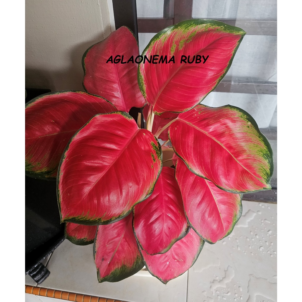 AGLAONEMA RUBY / AGLAONEMA PINK DALMATIAN | Shopee Malaysia