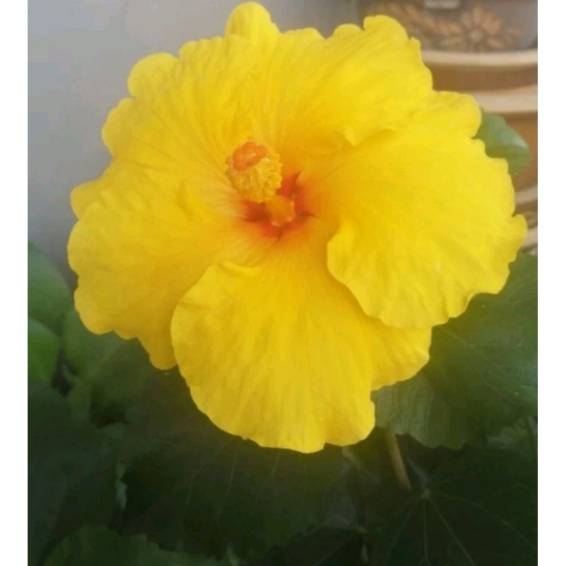 Anak pokok bunga raya hybrid bunga besar warna kuning | Shopee Malaysia