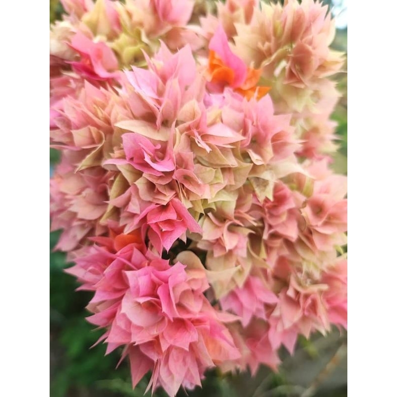 Bunga Kertas Sanggul Fatimah Peach(m) | Shopee Malaysia