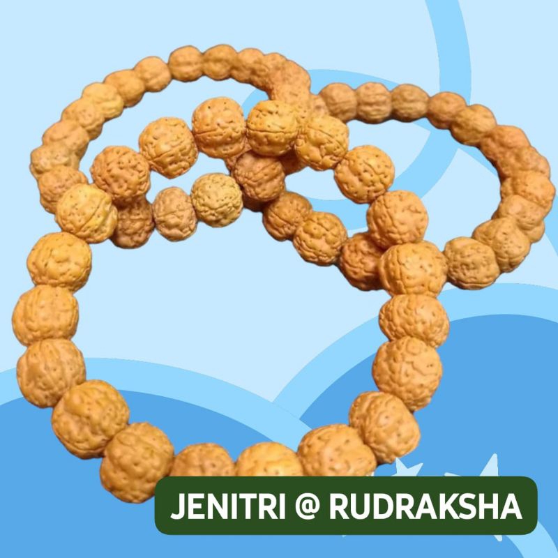 GELANG BIJI JENITRI ~12mm, 5-6 MUKHI | Shopee Malaysia