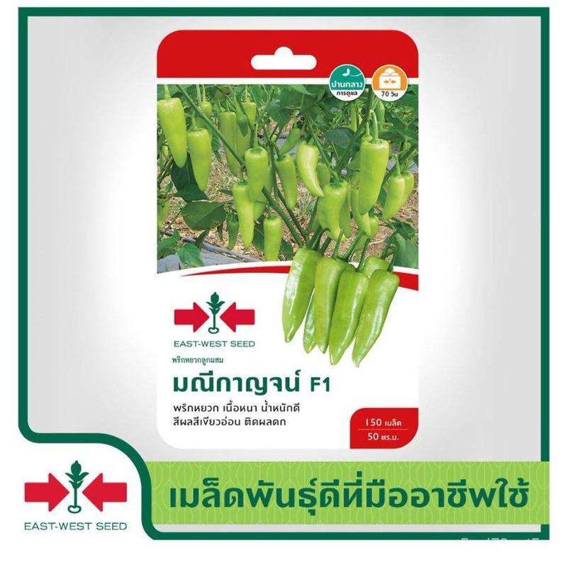 150Biji Benih Lada Solok MANEEKAN F1 / Cili Besar Hijau F1 / East West ...