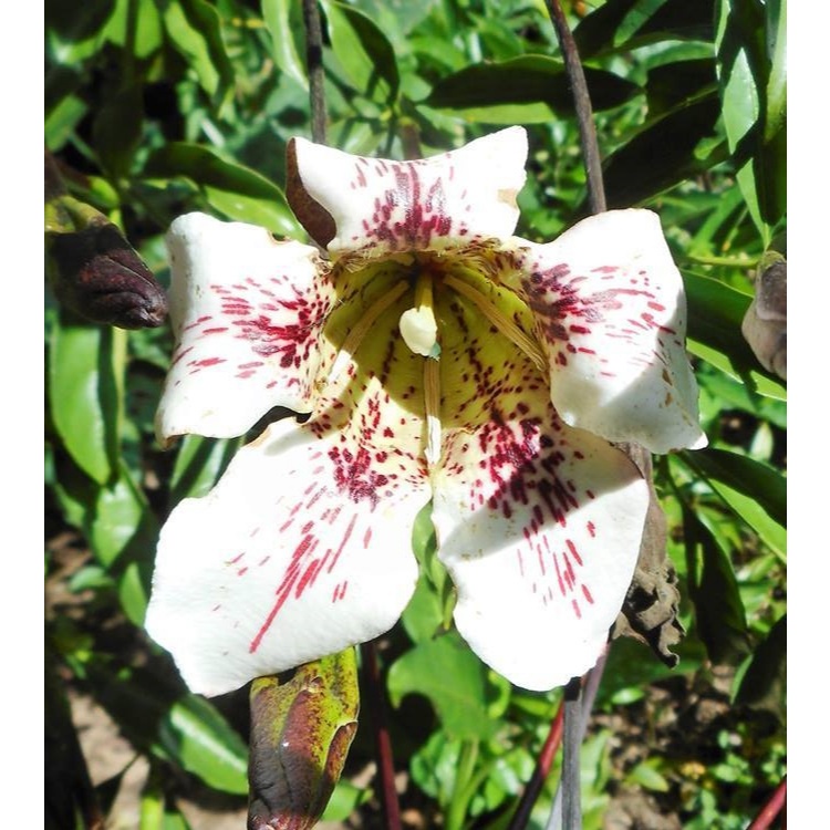 Anak Pokok Bunga Rothmannia Longiflora | Shopee Malaysia