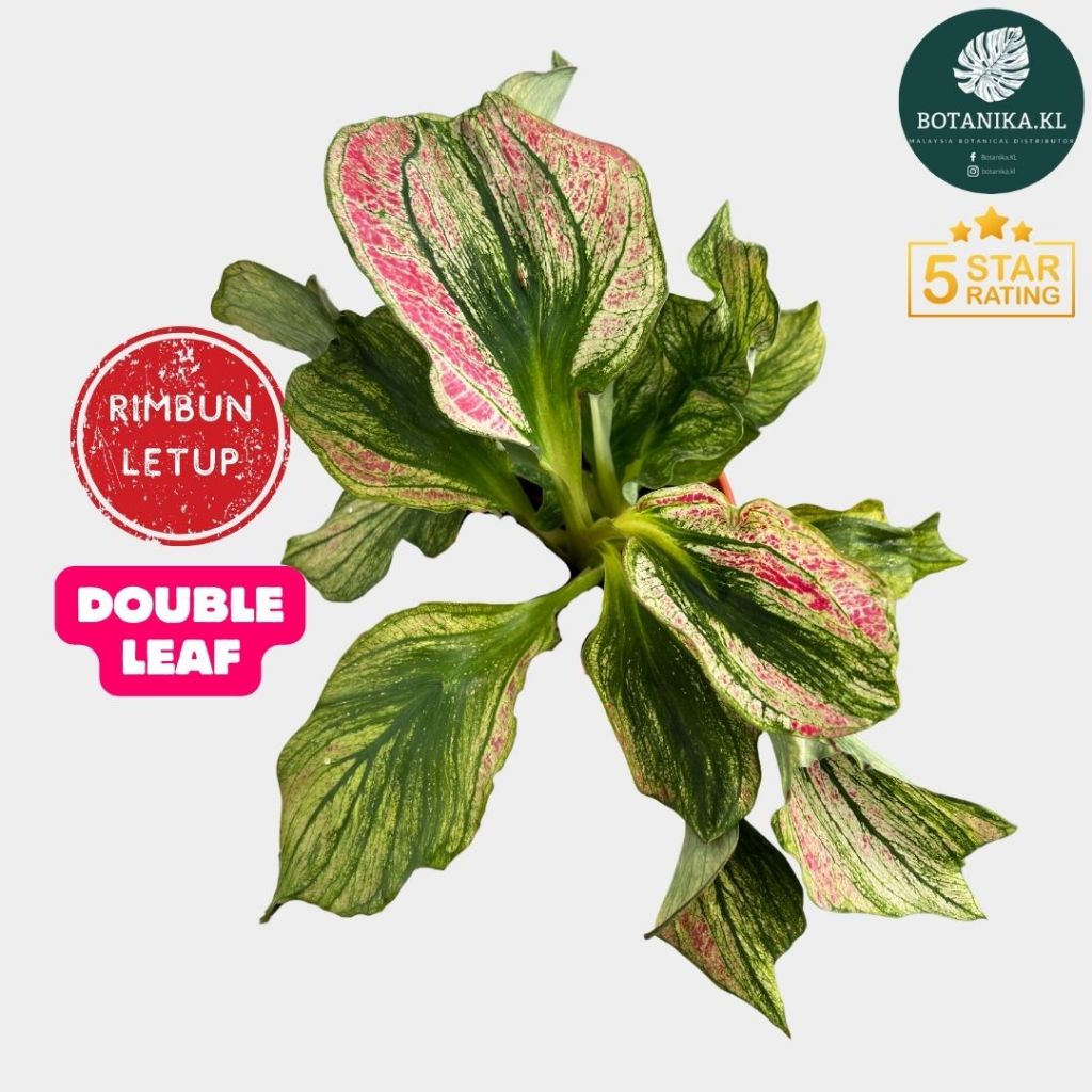 [Botanika.KL] Rimbun Letup Caladium Raya🍀Pokok Keladi Pokok Hiasan ...