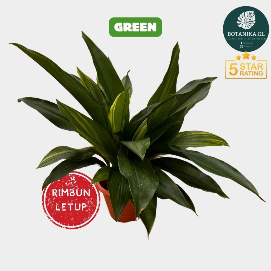 [Botanika.KL] Rimbun Letup Sprinkle of Gold (Green)🍀Pokok Hiasan Rumah ...