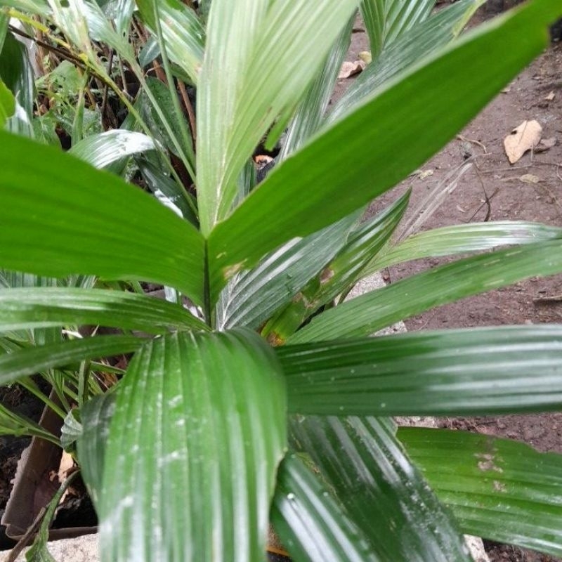 Pokok Pinang[areca nuts]saiz besar,pokok yang berkhasiat dan ...
