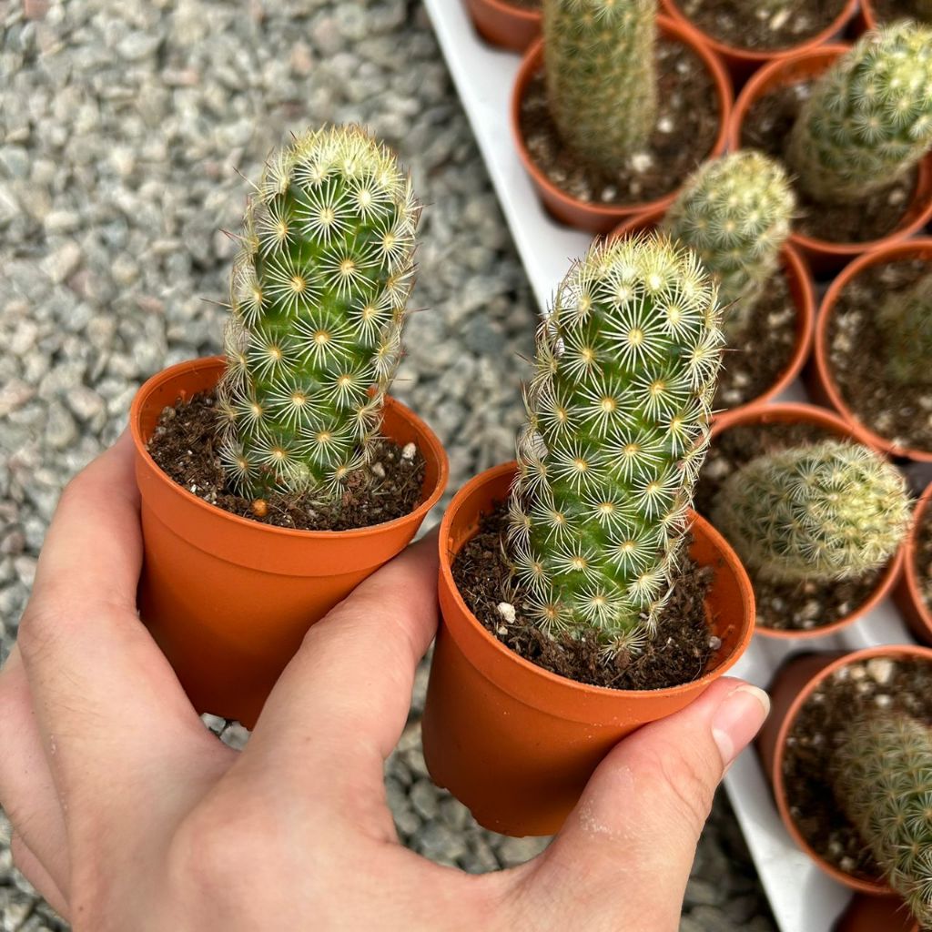 GPS Green Plant Society Live Cactus Type 23 Mammillaria Elongata ...