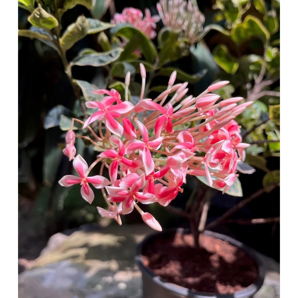 Anak Pokok Bunga Ixora 'Frozen Star' | Shopee Malaysia