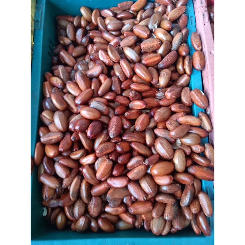 Buah Perah 1KG...... | Shopee Malaysia