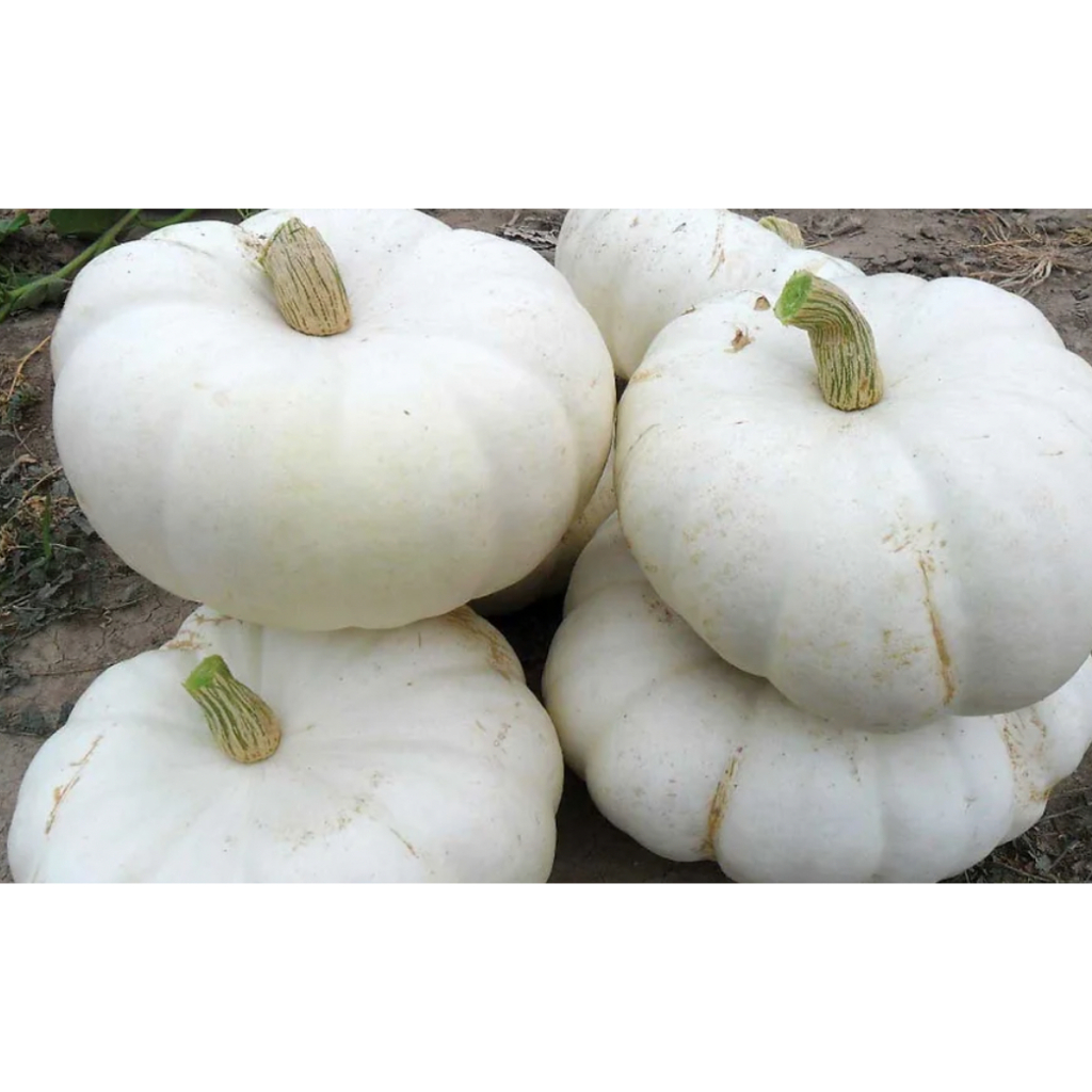 Biji Benih Labu Moon Stacker (F1) Pumpkin seed - 5 Seed | Shopee Malaysia