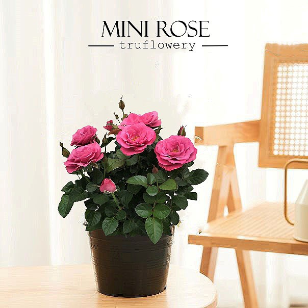 🌹Anak Pokok Bunga Ros/Rose Plant/Pokok Bunga Rose Hidup | Shopee Malaysia