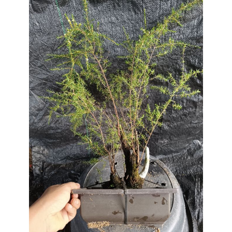 🌳3🔥 mini bonsai / bonsai cucur atap / coreng atap / Berungis / Baeckea ...