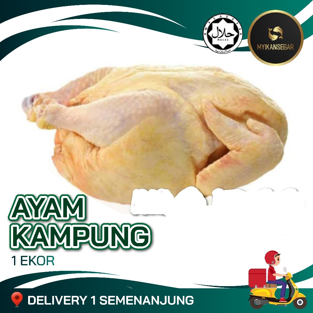 AYAM KAMPUNG 1 EKOR AYAM KAMPUNG FROZEN FOOD AYAM FROZEN FRESH 鸡肉 菜园鸡 ...