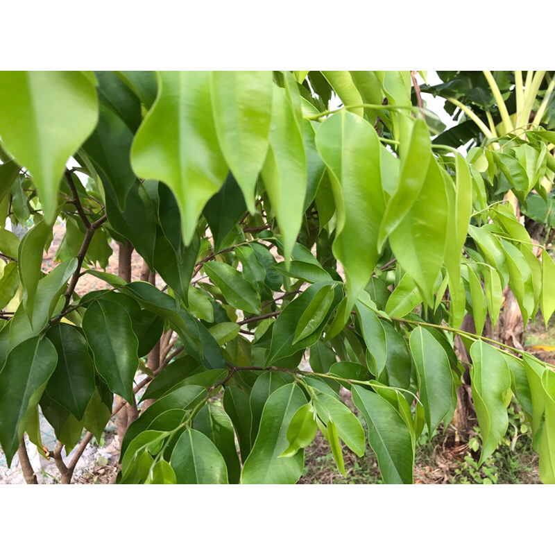 Daun Gaharu Segar dari pokok tanpa ranting > 100/200G | Shopee Malaysia