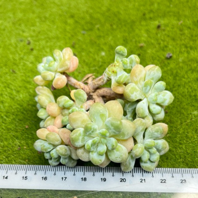 Import succulent- 鱼子酱 5-6cm Sedum ‘Caviar’ | Shopee Malaysia