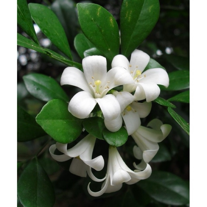keratan Bunga Melur Murraya @ orange jasmine ( 1 cutting ) | Shopee ...