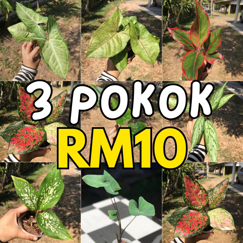 RHAFflora | +freegift🎁 3@RM10 Pokok senang jaga dlm cup | Home Raya ...