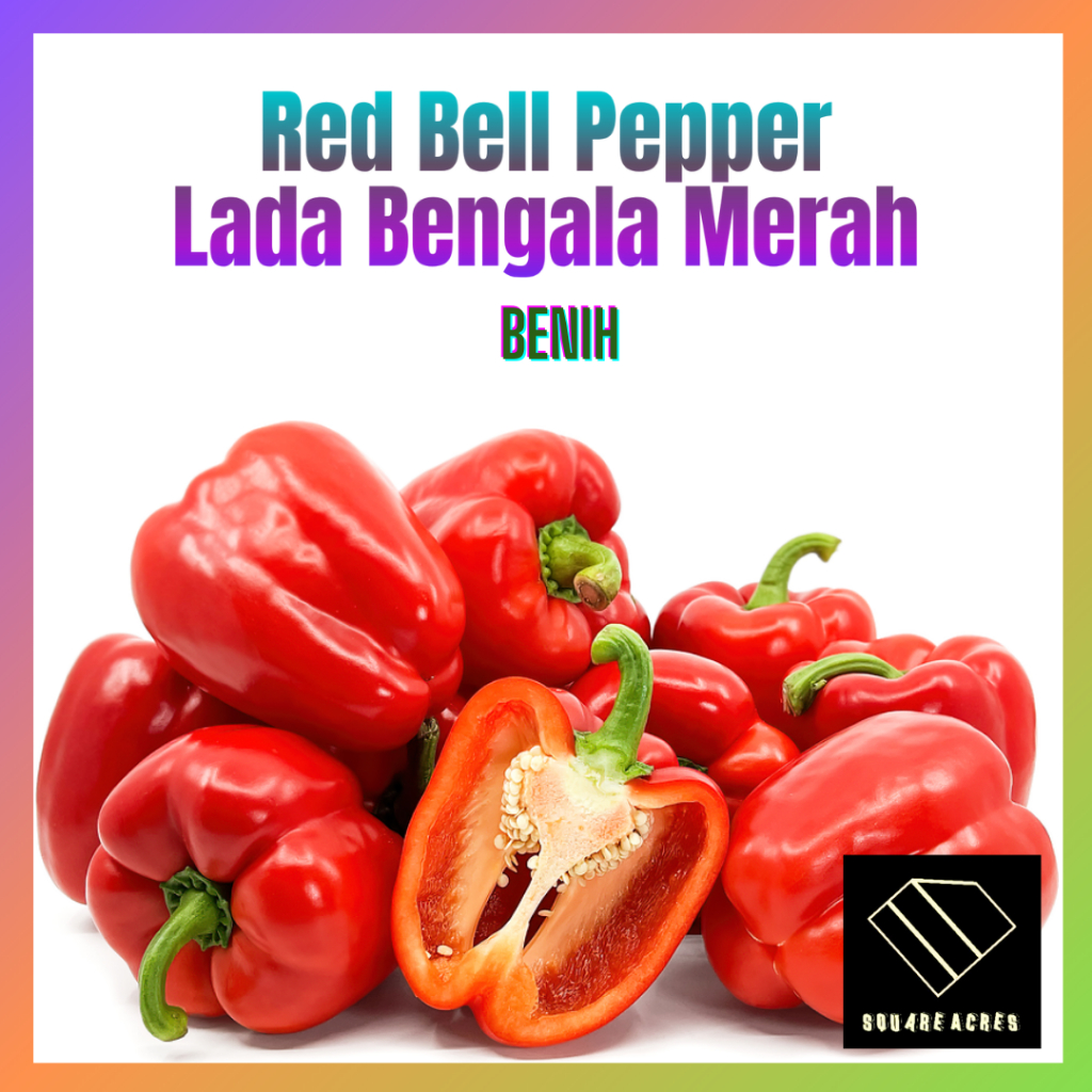 20 Biji Benih Lada Benggala Bell Pepper | Shopee Malaysia