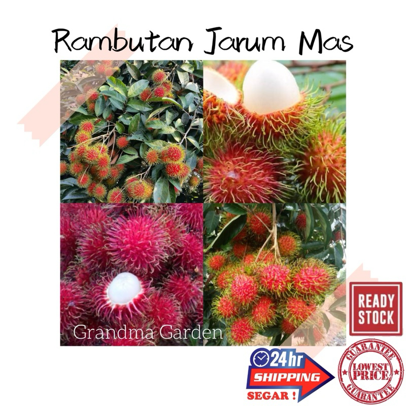 (GG real plant) anak Pokok rambutan jarum mas ^ cpt berbuah hybrid top ...