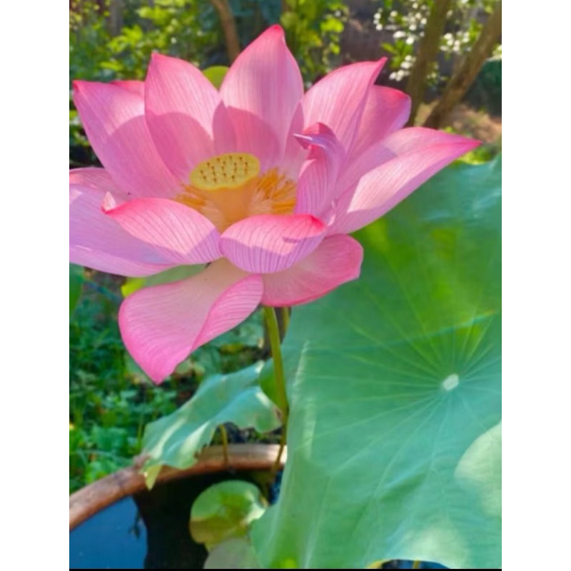 Benih Bunga Teratai Cesar*Pot Friendly* Large Flower Local Breed Fresh ...