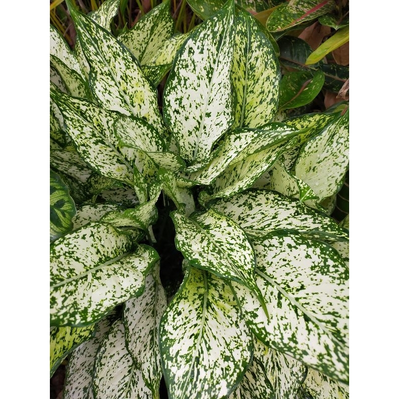 anak pokok keladi hidup | Shopee Malaysia