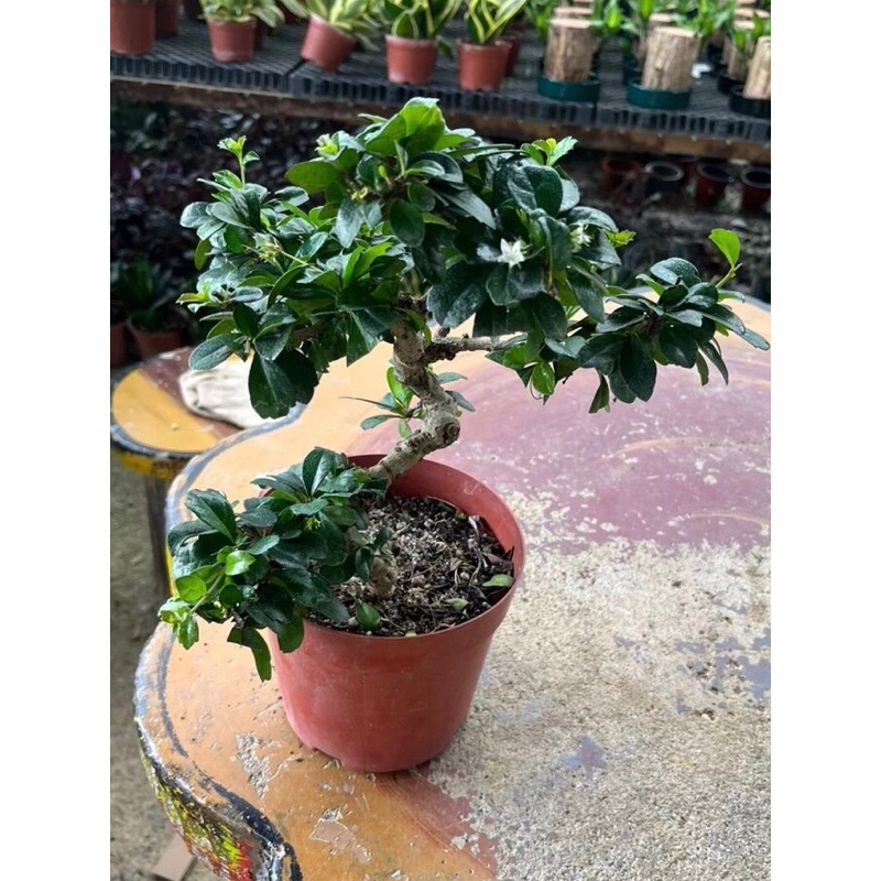【LSG】Fukien tea tree Bonsai福建茶树pokok carmona retusa tree houseplant ...