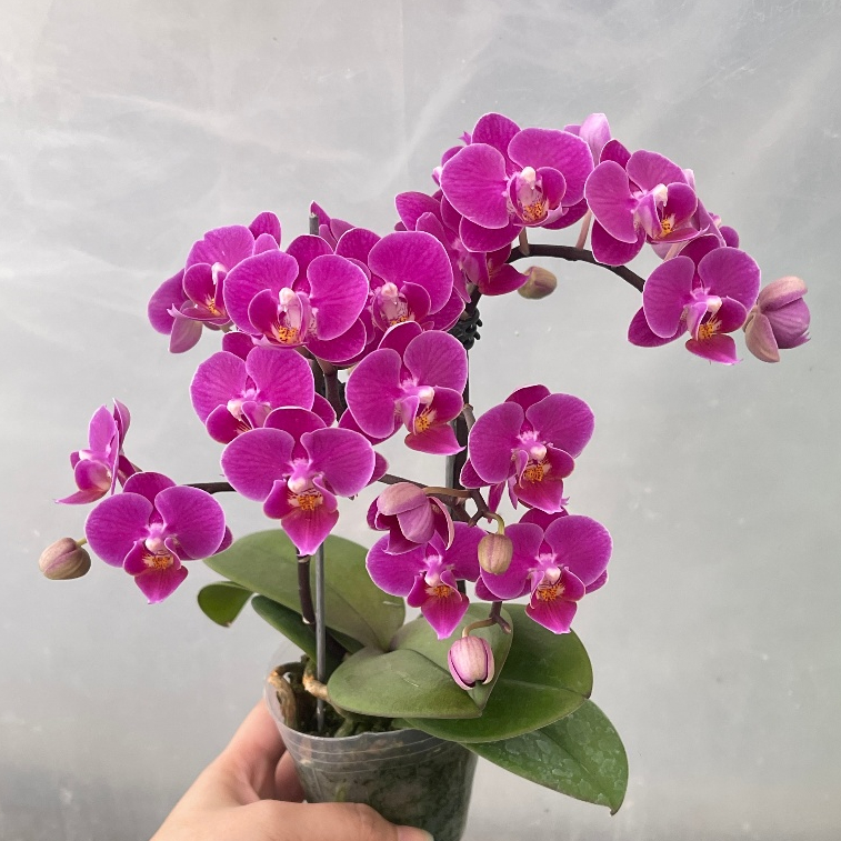 Phalaenopsis Round Deep-Pink | Hybrid | Mini Moth Orchid | Shopee Malaysia
